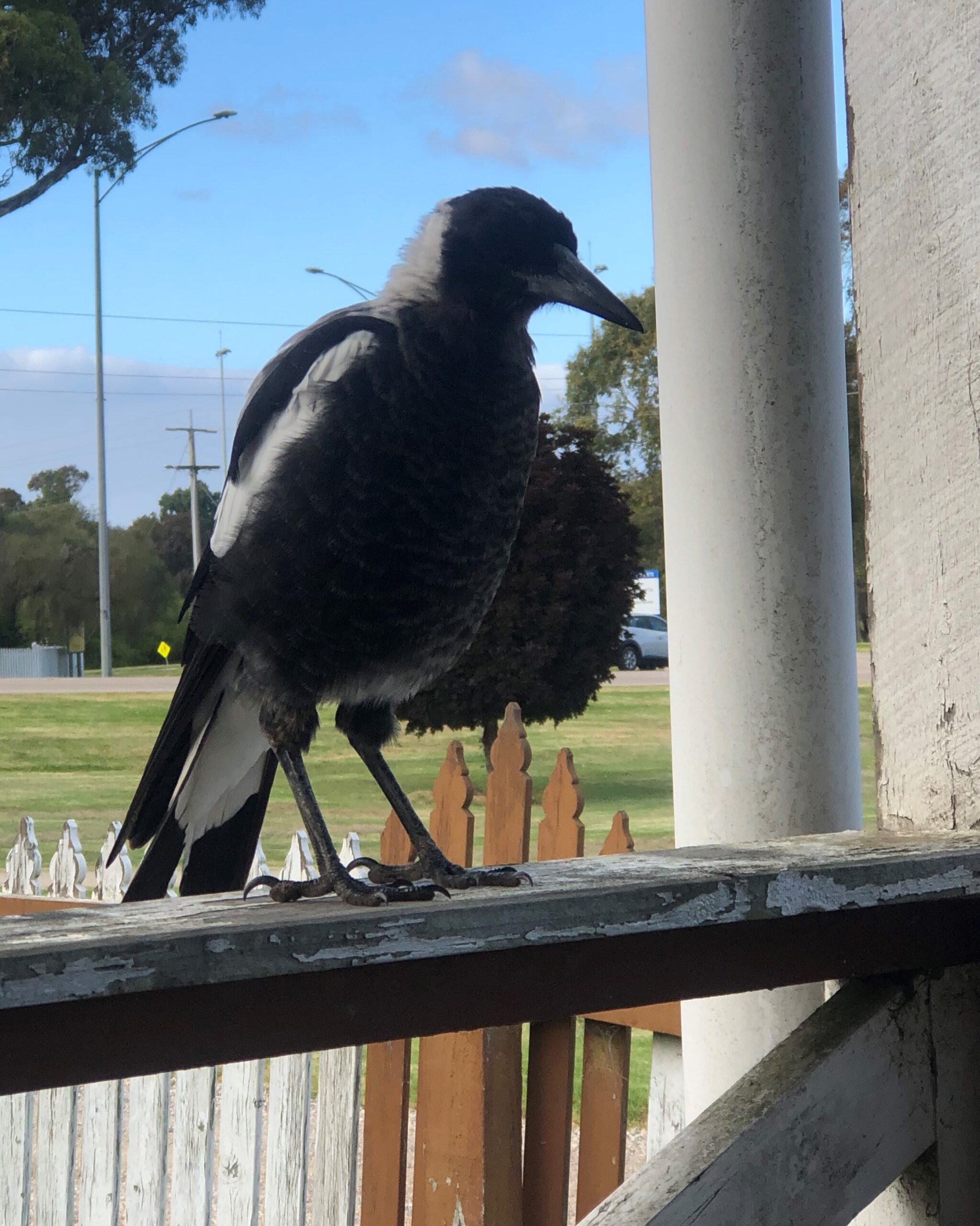 The Australian Magpie (Cracticus tibicen) – Serat Bushcraft