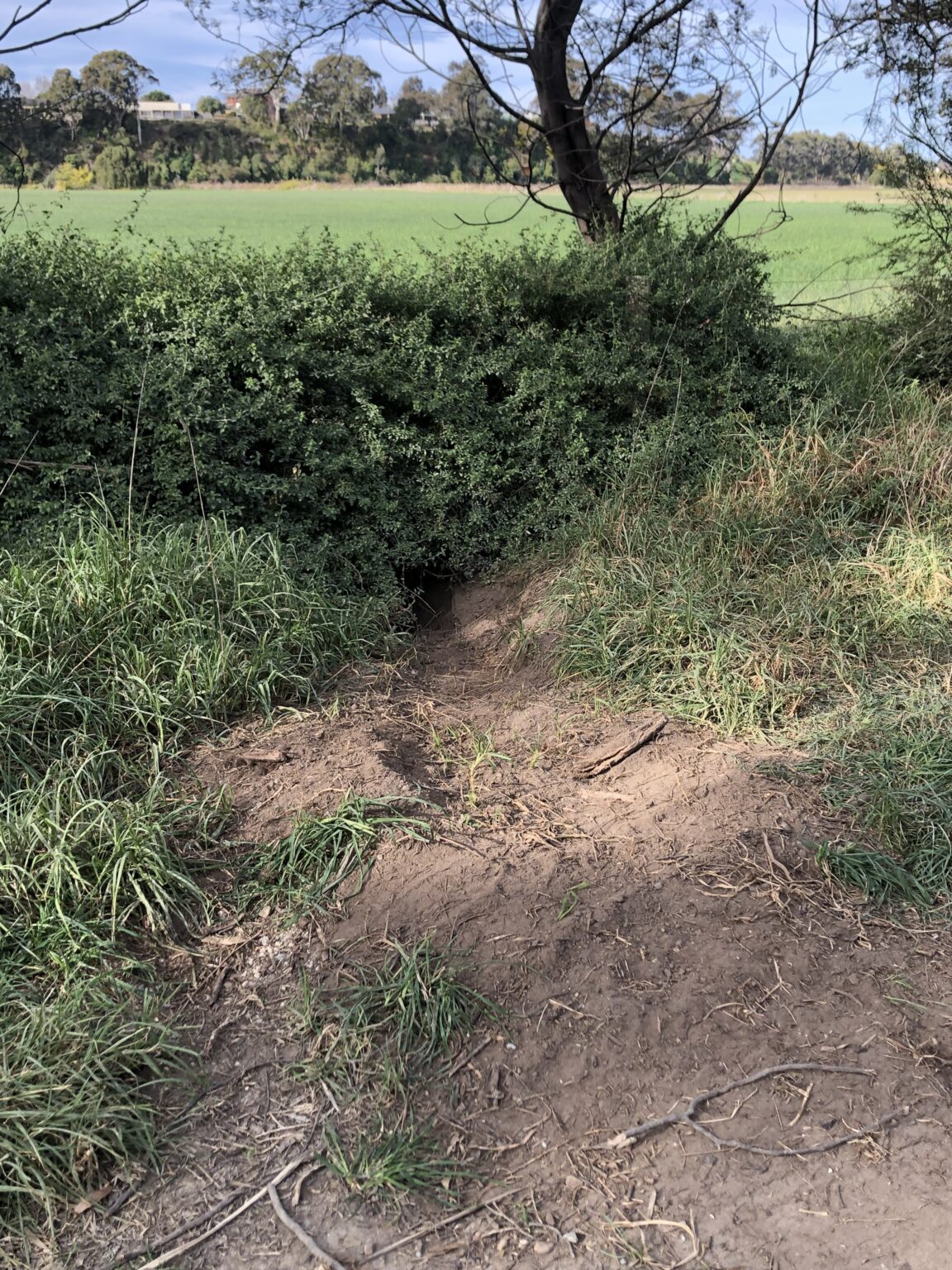 New Wombat Burrows – Serat Bushcraft