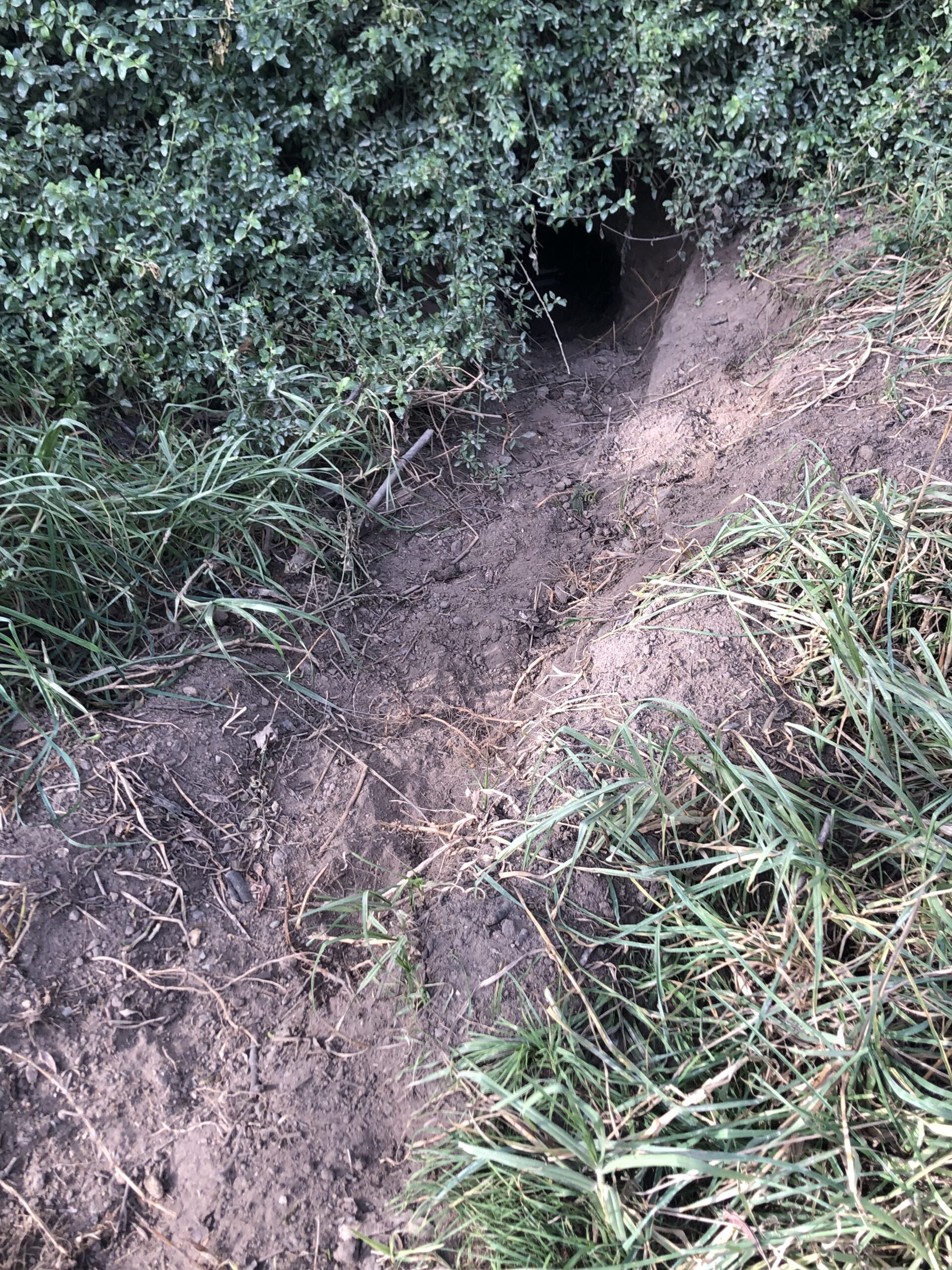 New Wombat Burrows – Serat Bushcraft