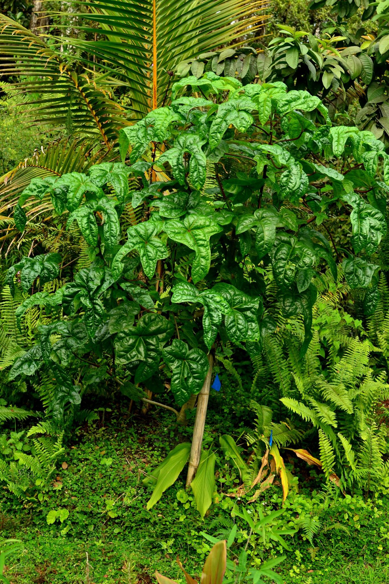 Abika or Queensland Greens (Edible Hibiscus) – Serat Bushcraft